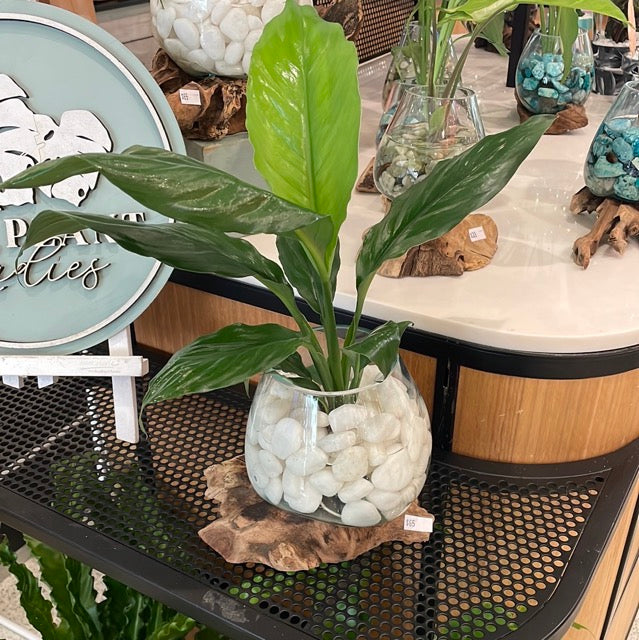 Slump Glass Bowl + Peace Lily Water Plant – Mad Plant Ladies